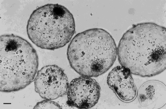 Zona-free embryo culture - an alternative way to improve the efficiency ...